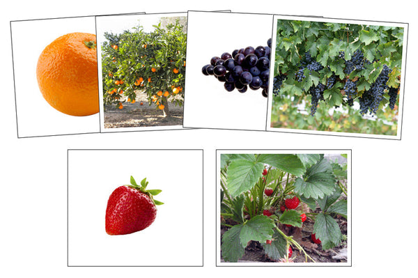 Fruit & Plant Matching Cards - Montessori Print Shop