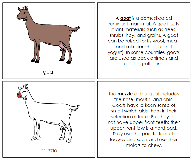 Parts of a Goat Nomenclature Book (red) - Montessori Digital Download ...