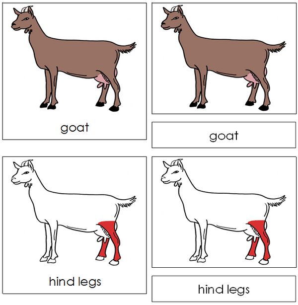 Goat Nomenclature Cards (red) - Montessori Print Shop