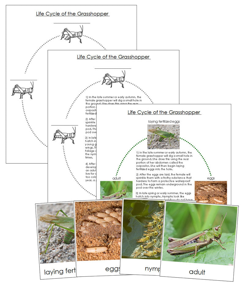 Grasshopper Life Cycle Diagram