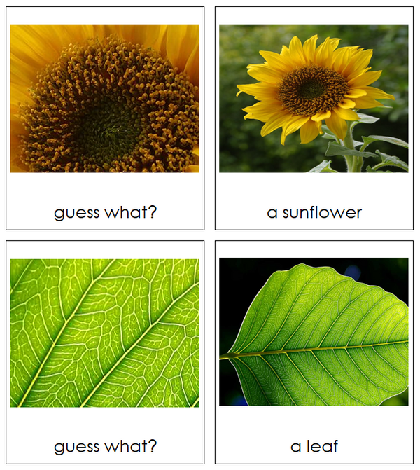 Guess What? (Set 1) - Montessori Print Shop