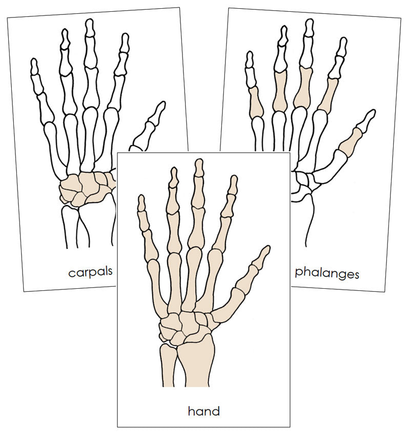 Hand Bones Nomenclature Cards - Montessori Print Shop
