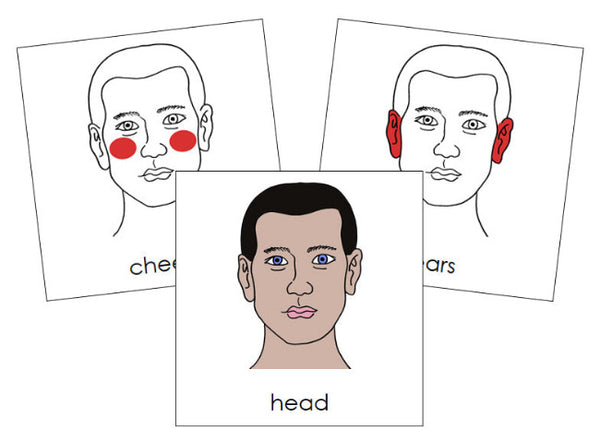 Parts of a Human Head Nomenclature Cards (red) - Montessori Digital ...