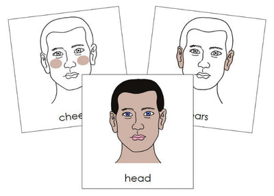 Parts of a Human Head Nomenclature Cards - Montessori Print Shop ...