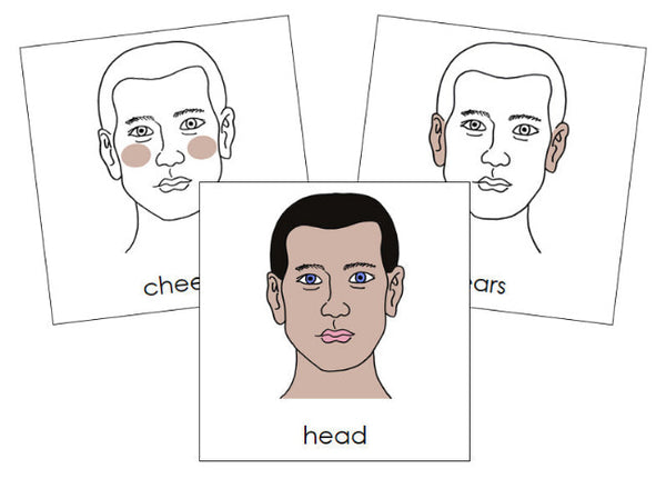 Head Nomenclature Cards - Montessori Print Shop