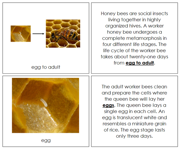 Honey Bee Life Cycle Nomenclature Book - Montessori Print Shop Digital ...