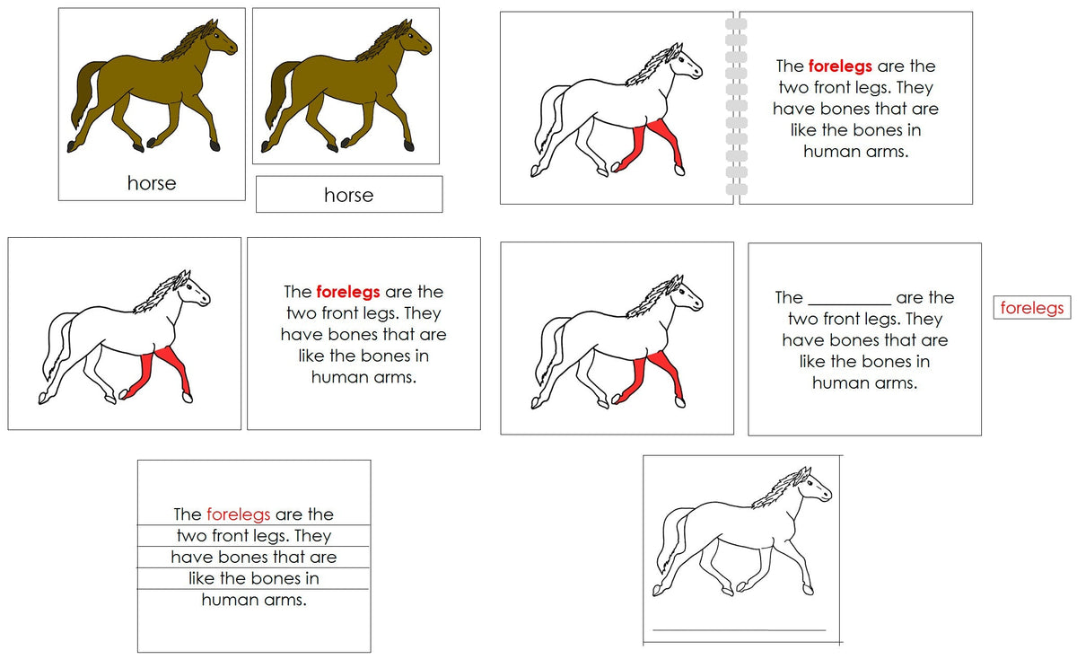 Horse Definition Set (red) - Montessori Print Shop
