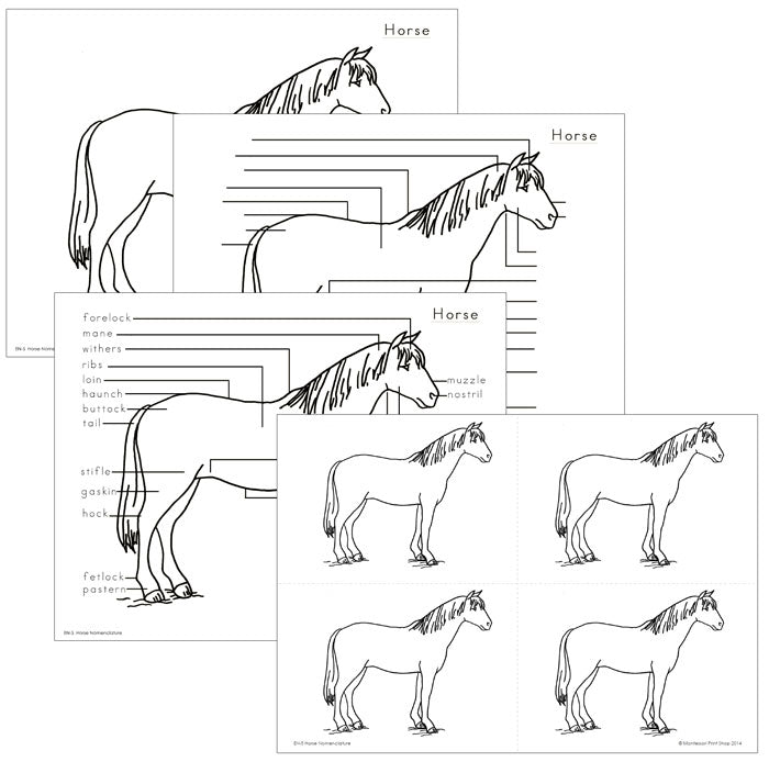 Elementary Montessori Horse Nomenclature - Montessori Print Shop