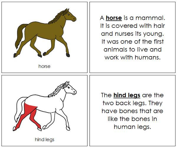 Zoology Nomenclature Bundle (Red) Set 1 - Montessori Print Shop