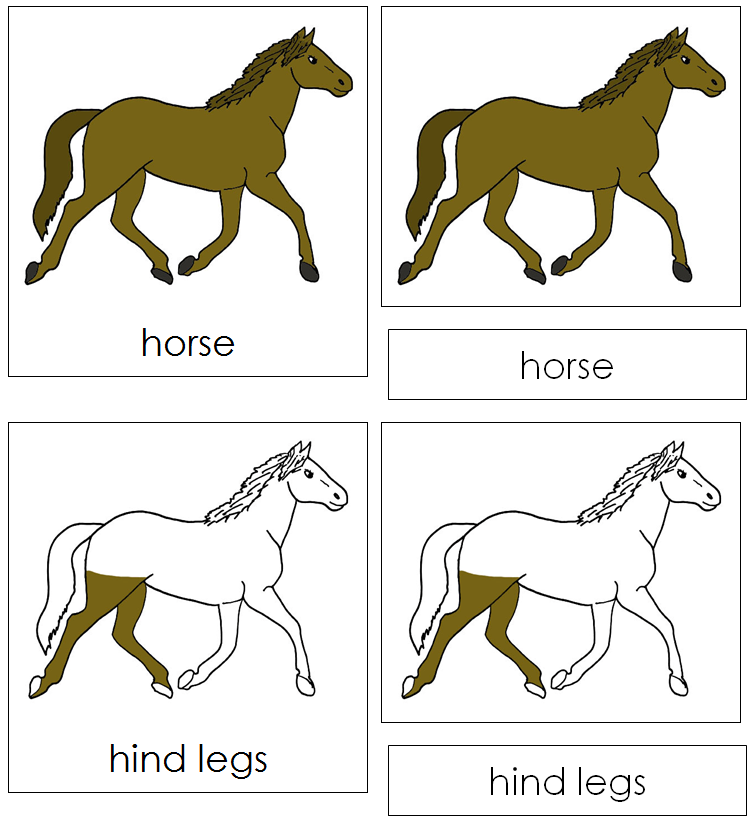Zoology Nomenclature Bundle Set 1 - Montessori Print Shop Digital Download