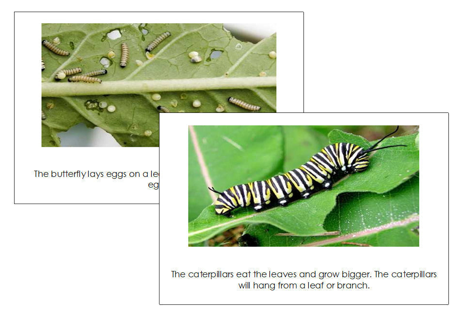 The Butterfly Read & Illustrate - Montessori Print Shop