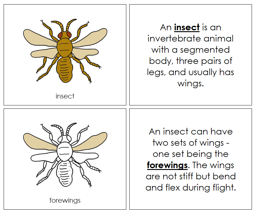 Zoology Nomenclature Bundle Set 2 - Montessori Print Shop Digital Download