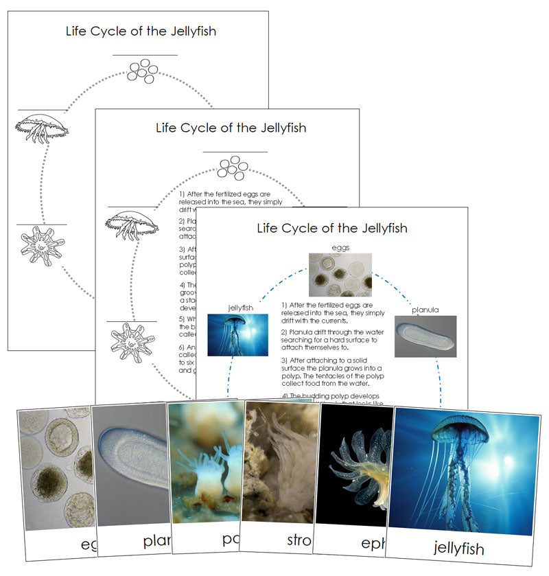 Jellyfish Life Cycle Nomenclature Cards - Montessori Print Shop