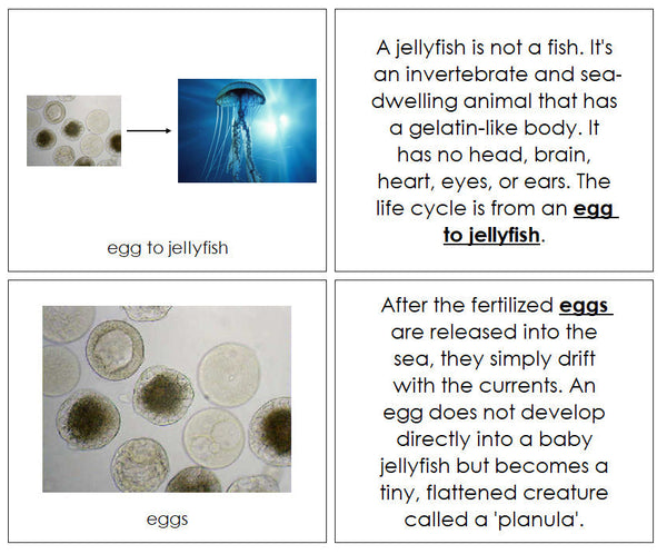 Jellyfish Life Cycle Nomenclature Book - Montessori Print Shop