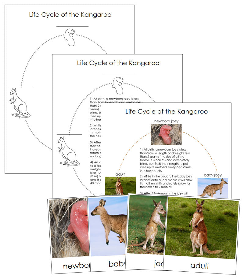 Kangaroo Life Cycle Nomenclature Cards & Charts - Montessori Print Shop ...