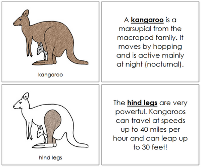 Parts of a Kangaroo Nomenclature Book - Montessori Digital Download ...