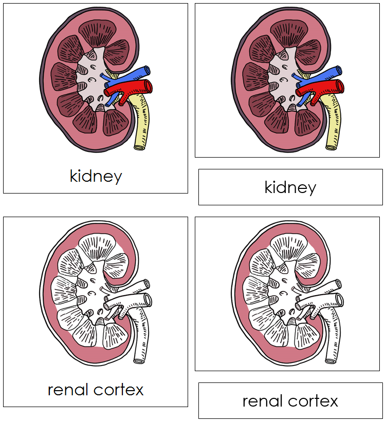 Human Kidney Nomenclature Cards - Montessori Print Shop