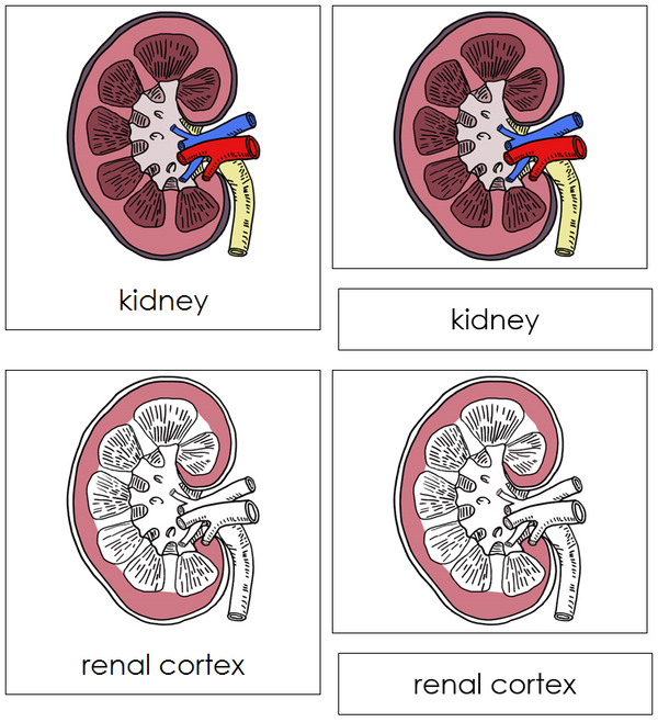 Human Kidney Nomenclature Cards - Montessori Print Shop
