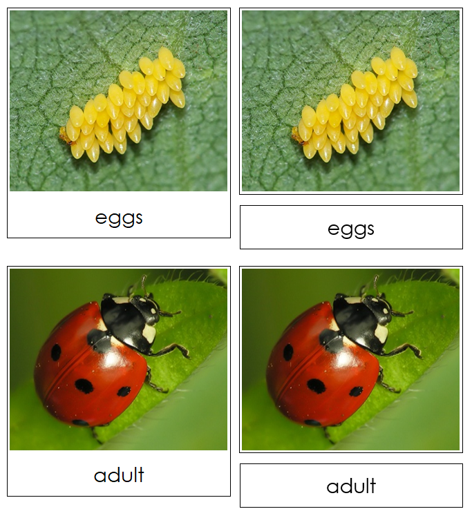 Ladybug Life Cycle Nomenclature Cards - Montessori Print Shop