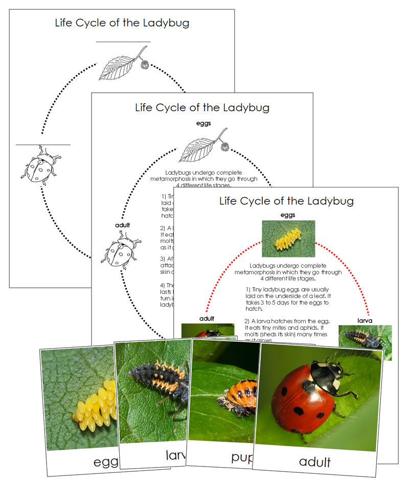 Ladybug Life Cycle Nomenclature Cards - Montessori Print Shop
