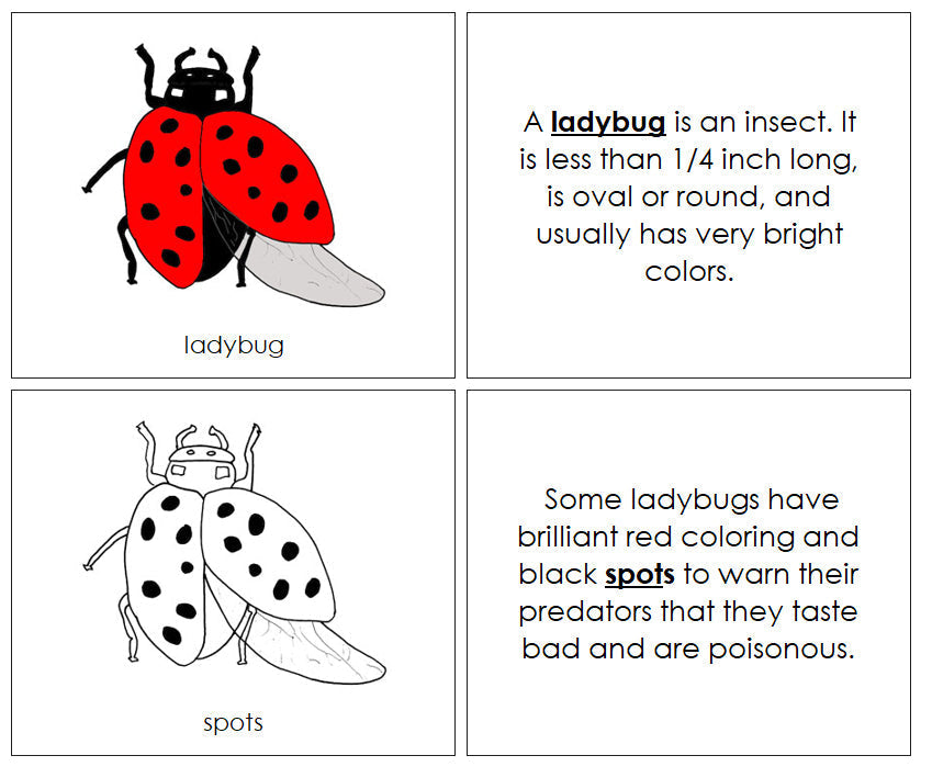 Ladybug Nomenclature Book - Montessori Print Shop