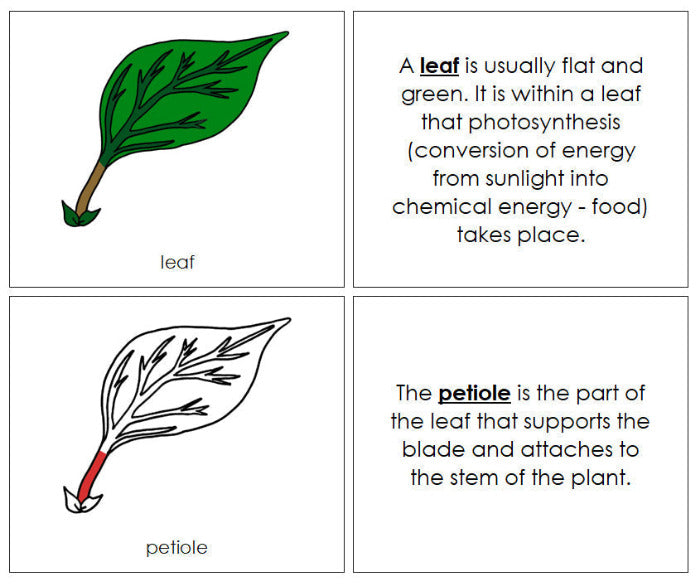 Parts of a Leaf Nomenclature Book (red) - Montessori Digital Download ...