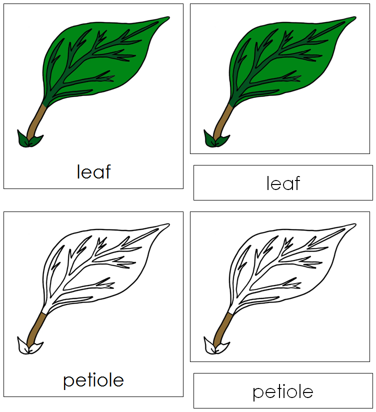 Botany Nomenclature Bundle Set 1 - Montessori Print Shop Digital Download
