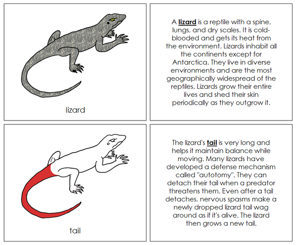 Lizard Nomenclature Book (red) - Montessori Print Shop