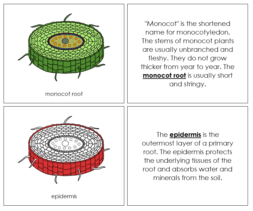 Monocot Root Model
