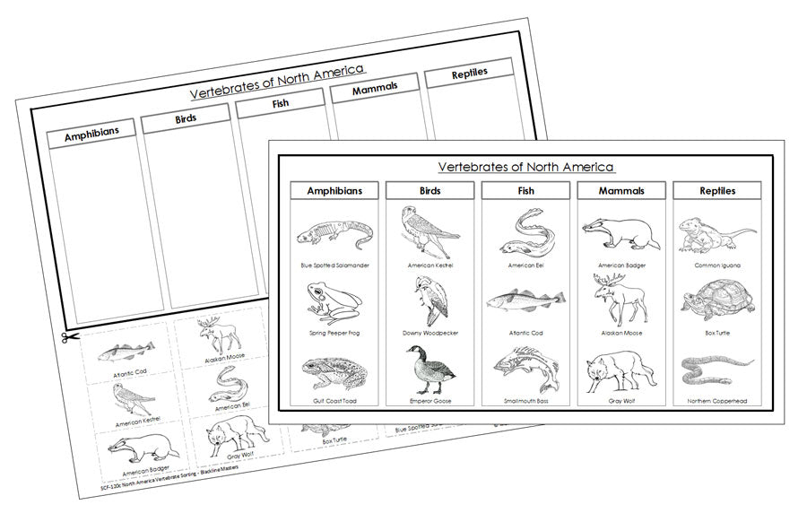 Vertebrates of the Continents Sorting Bundle - Blackline Masters ...