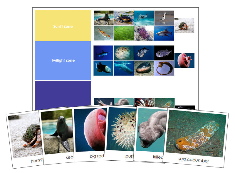 Ocean Zones and Animals - Montessori Print Shop