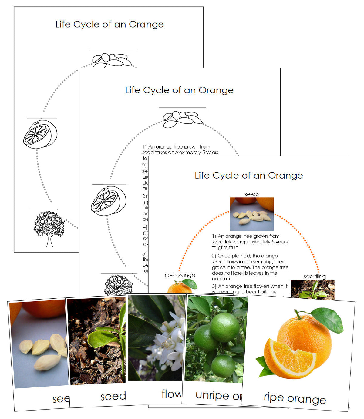 Orange Life Cycle Nomenclature Cards - Montessori Print Shop
