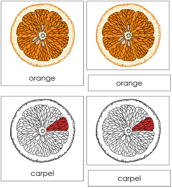 Orange Nomenclature Cards (red) - Montessori Print Shop