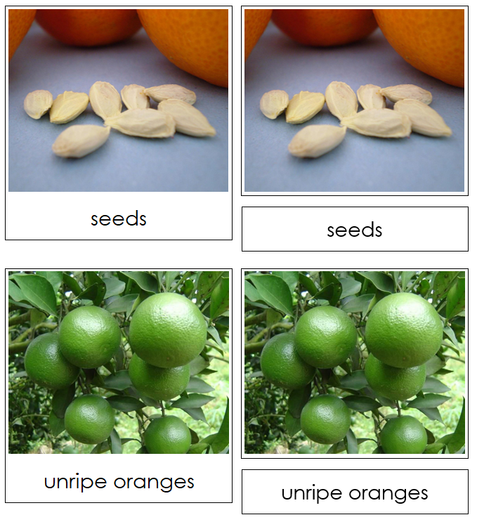 Orange Life Cycle Nomenclature Cards - Montessori Print Shop Digital ...