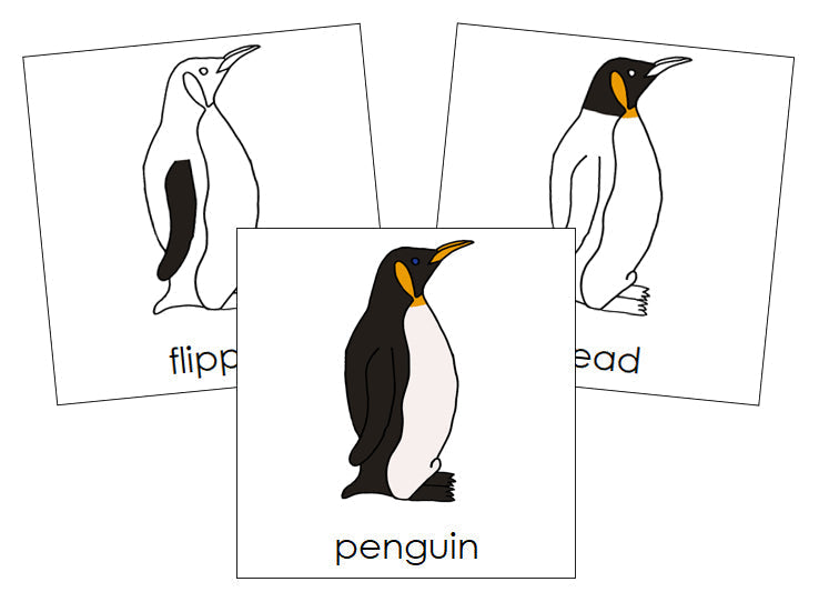 Penguin Nomenclature Cards - Montessori Print Shop