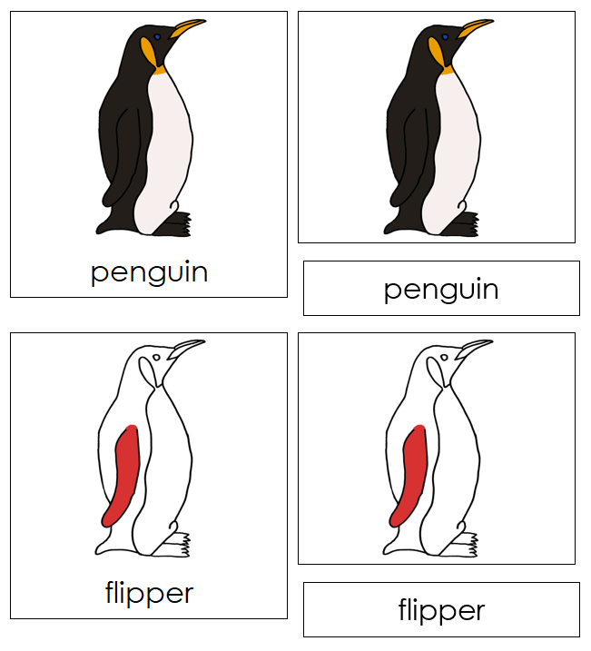 Penguin Nomenclature Cards (red) - Montessori Print Shop