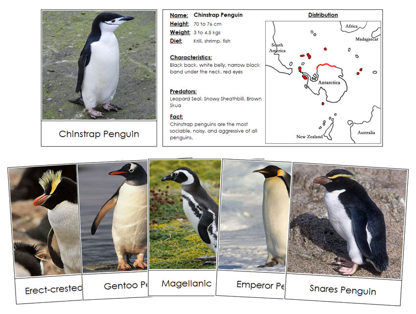 Penguins & Location Maps - Montessori Print Shop Digital Download