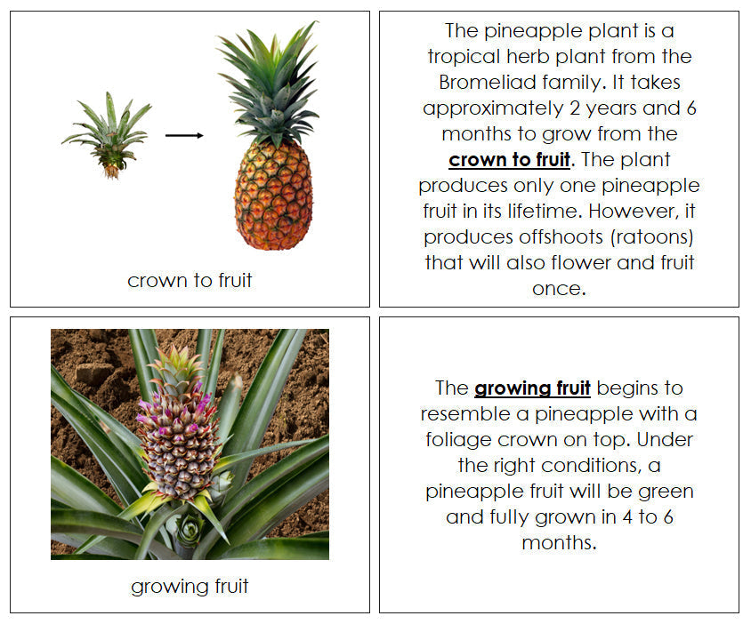 Pineapple Life Cycle Nomenclature Book - Montessori Print Shop