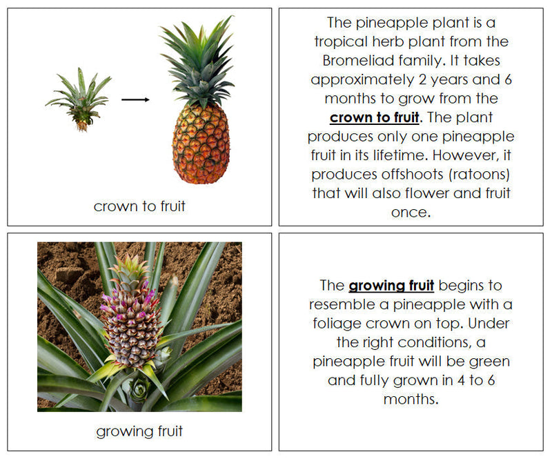 Pineapple Life Cycle Nomenclature Book - Montessori Print Shop