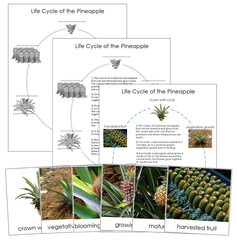 Pineapple Life Cycle Nomenclature Cards - Montessori Print Shop Digital ...