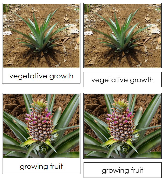 Pineapple Life Cycle Nomenclature Cards - Montessori Print Shop Digital ...