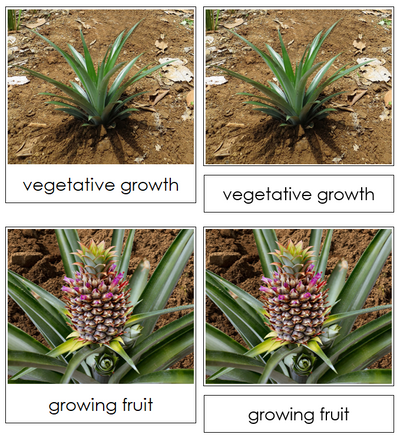 Pineapple Life Cycle Nomenclature Cards - Montessori Print Shop