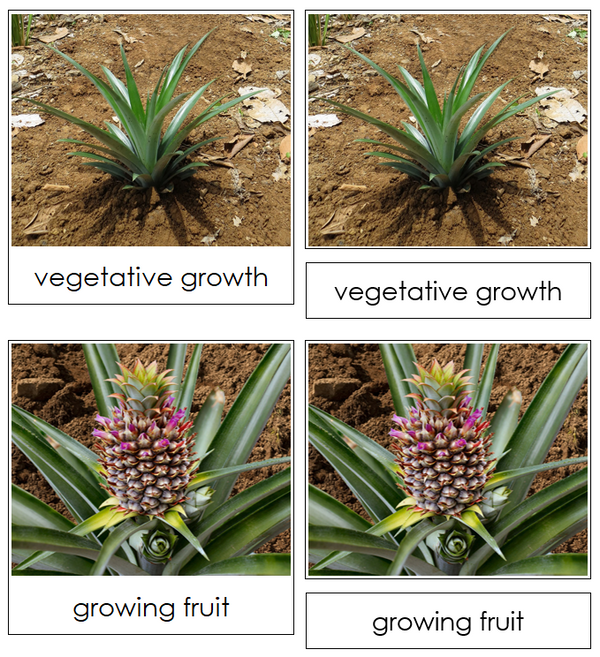 Pineapple Life Cycle Nomenclature Cards - Montessori Print Shop