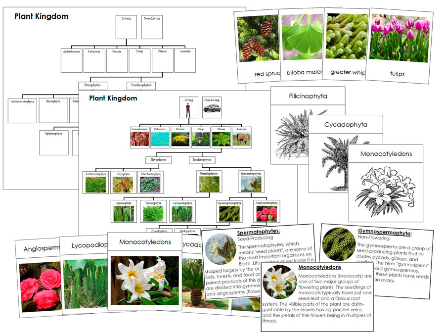 Plant Kingdom Cards - Montessori Print Shop Digital Download