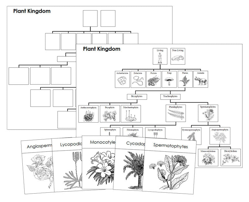 Plant Classification Chart Students