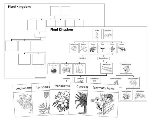 Plant Kingdom Charts & Cards - Montessori Print Shop