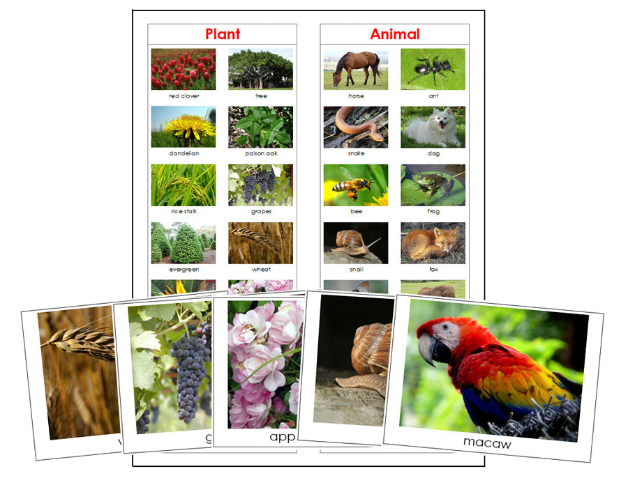 Sorting Plants And Animals Animal Sort Activity Omnivore, Herbivore,