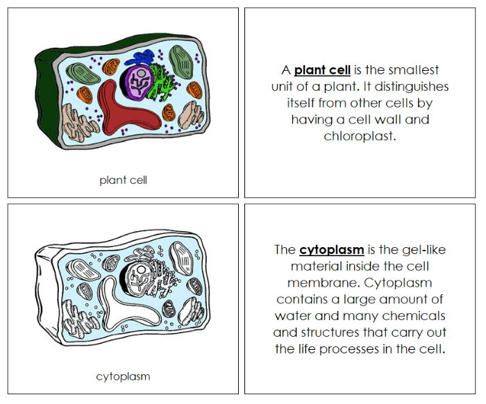 Nucleoplasm Plant Cell