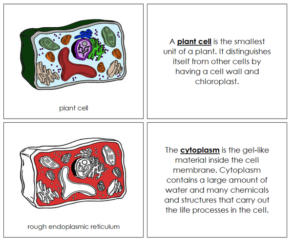 Parts of a Plant Cell Nomenclature Book (red) - Montessori Digital ...