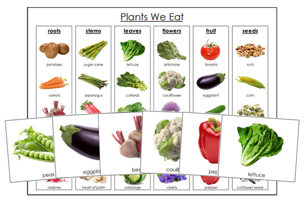 Plants We Eat - Montessori Digital Download - Montessori Print Shop